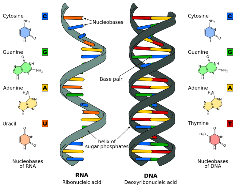 √ Pengertian DNA dan RNA, Fungsi, Jenis, Struktur, Perbedaan – Pondok Salam